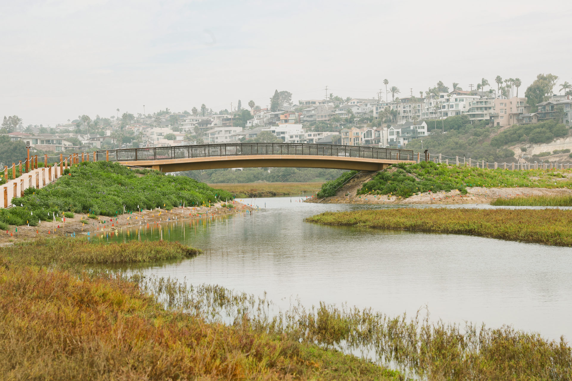 Wetland Revived | The Natural Observer | Nature Collective