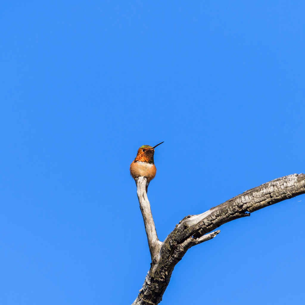 Nature Preserves | Protecting Coastal Wetlands + Beyond