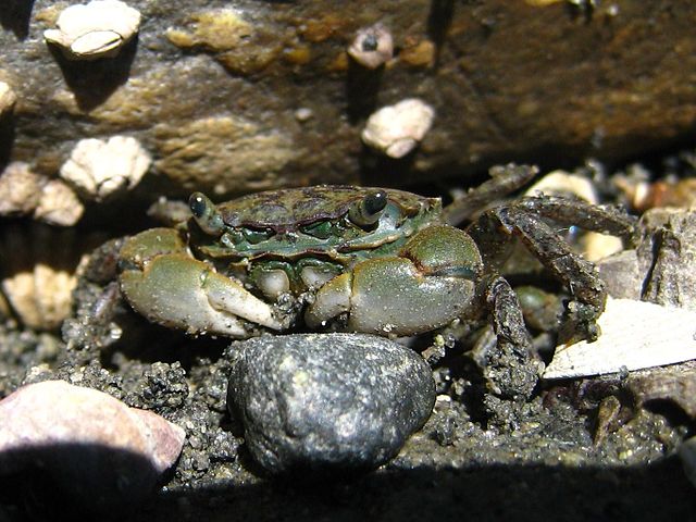 Rocky Seashore Crab