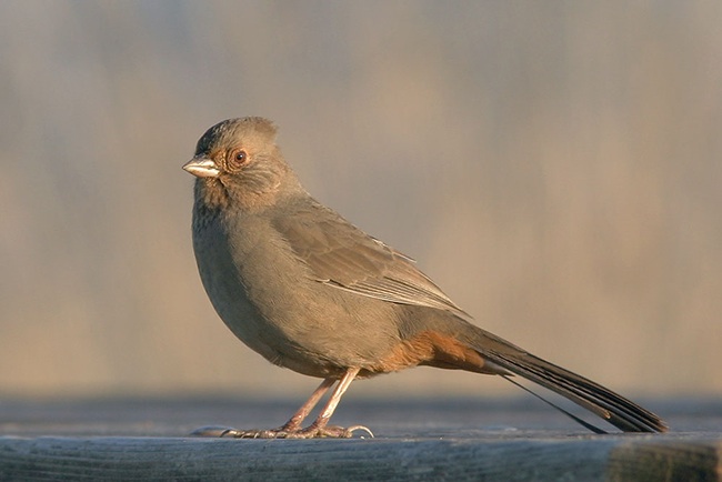 California Towhee | Nature Collective