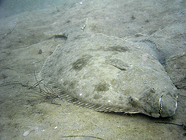 California Halibut | Nature Collective