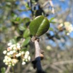 Wart-stemmed Ceanothus | Nature Collective