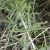 Bladderpod | Nature Collective