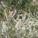 Common Cryptantha | Nature Collective