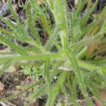Common Cryptantha | Nature Collective