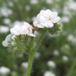 Common Cryptantha | Nature Collective
