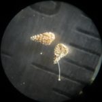 Common Cryptantha | Nature Collective