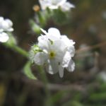 Common Cryptantha | Nature Collective