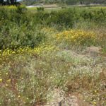 Common Cryptantha | Nature Collective
