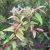Laurel Sumac | Nature Collective