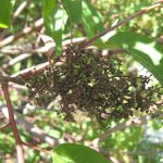 Laurel Sumac | Nature Collective