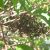 Laurel Sumac | Nature Collective