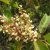 Laurel Sumac | Nature Collective