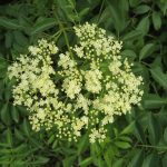 Mexican Elderberry | Nature Collective