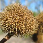 California Sycamore | Nature Collective