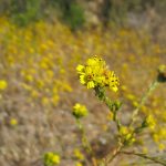 Tarweed | Nature Collective