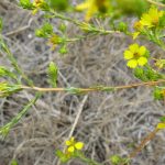 Tarweed | Nature Collective