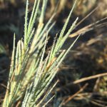 Salt Grass | Nature Collective