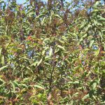 Laurel Sumac | Nature Collective