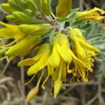 Bladderpod | Nature Collective