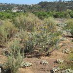 Bladderpod | Nature Collective