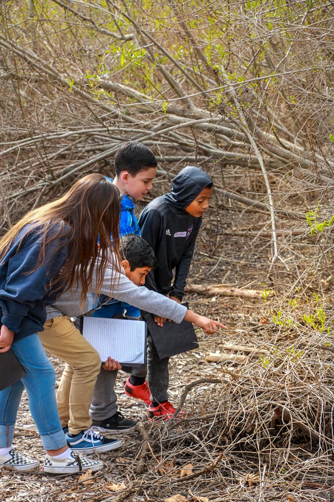 Ecosystems in Action | Nature Collective