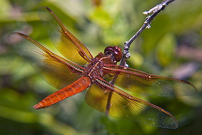 Big Red Skimmer | Nature Collective