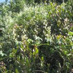 Wild Cucumber | Nature Collective