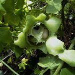 Wild Cucumber | Nature Collective