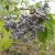 Mexican Elderberry | Nature Collective
