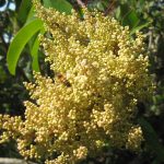 Laurel Sumac | Nature Collective