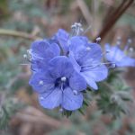 Common Phacelia | Nature Collective