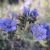 Common Phacelia | Nature Collective