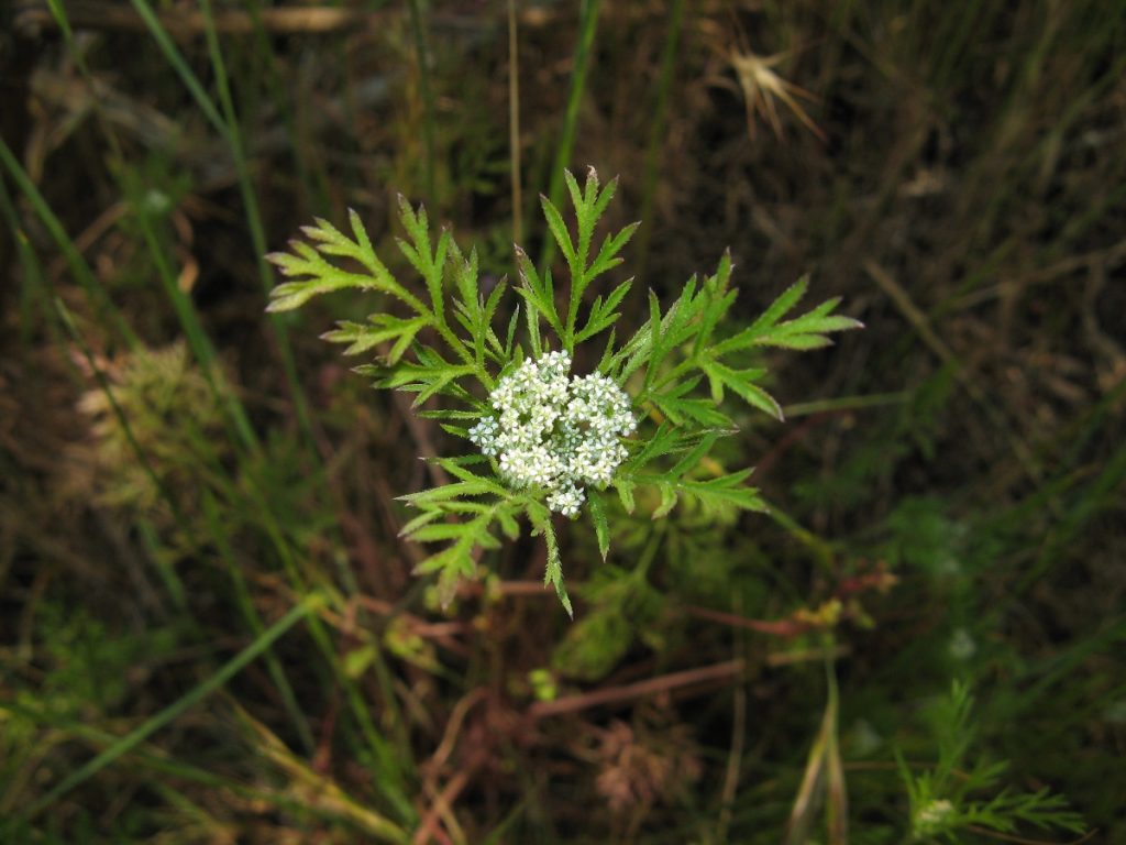 Rattlesnake Weed | Nature Collective