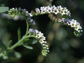 Salt Heliotrope | Nature Collective