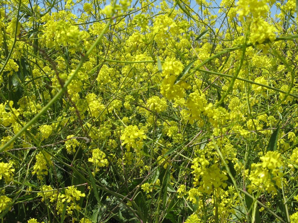 Black Mustard (not native) | Nature Collective