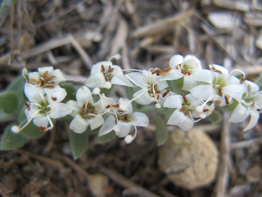 Alkali Weed | Nature Collective