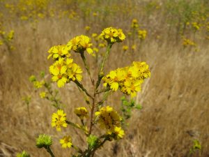 Tarweed | Nature Collective