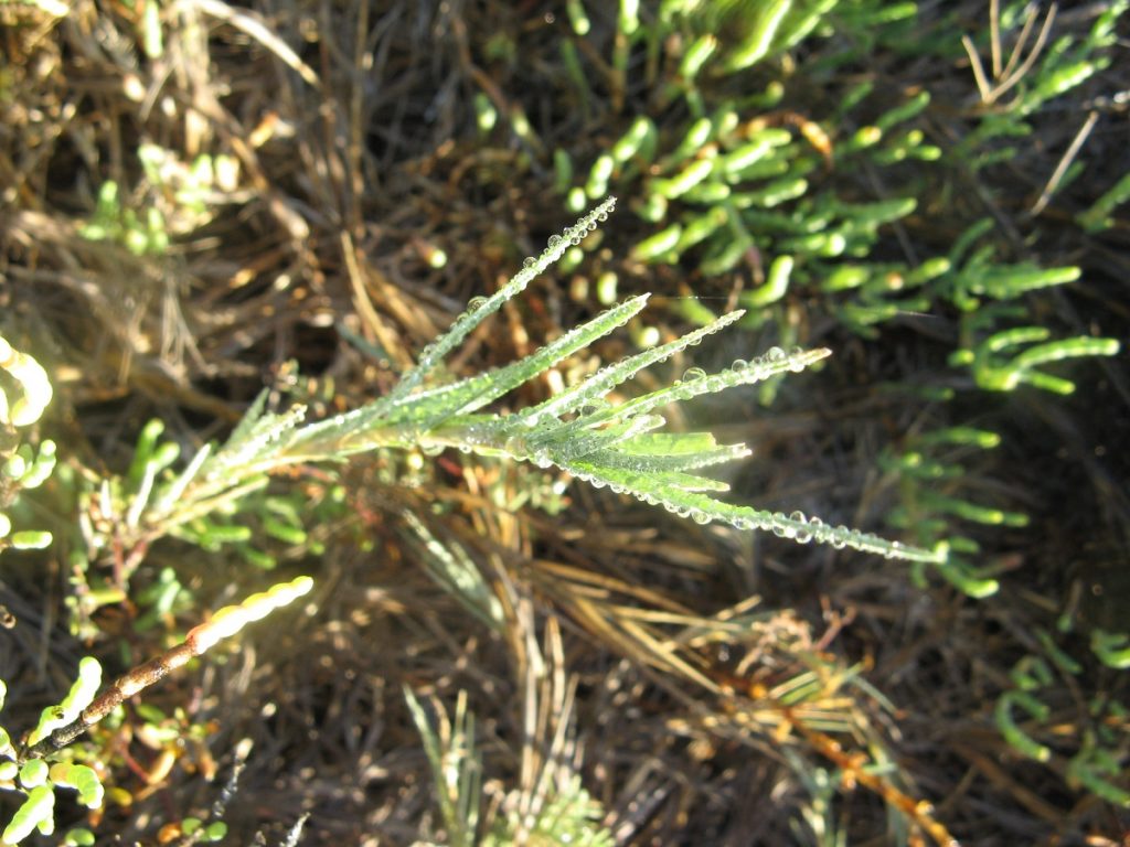 Salt Grass | Nature Collective