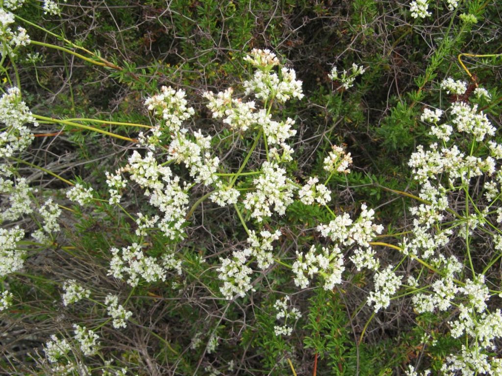 California Buckwheat | Nature Collective