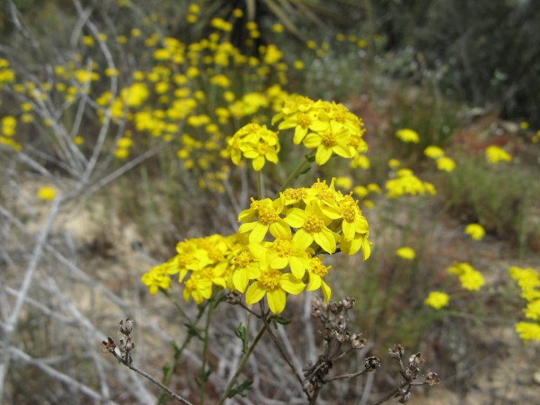 Golden Yarrow | Nature Collective