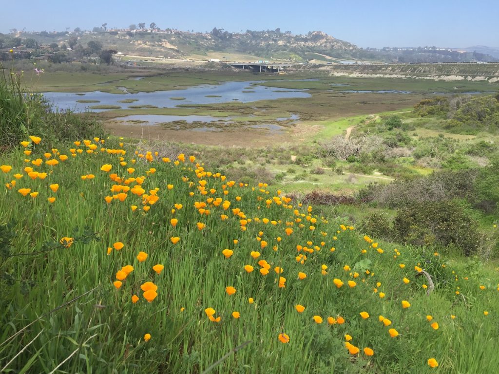 California Poppy | Nature Collective