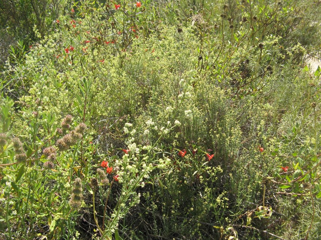 Narrow-Leaf Bedstraw | Nature Collective