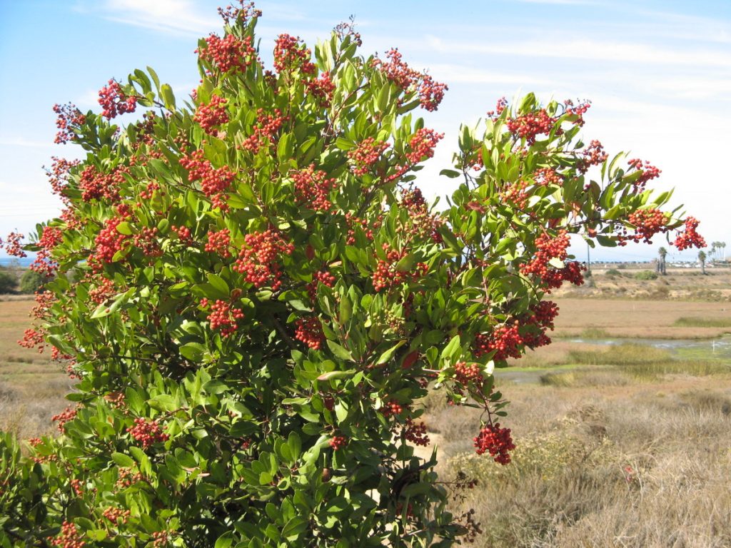 Toyon | Nature Collective