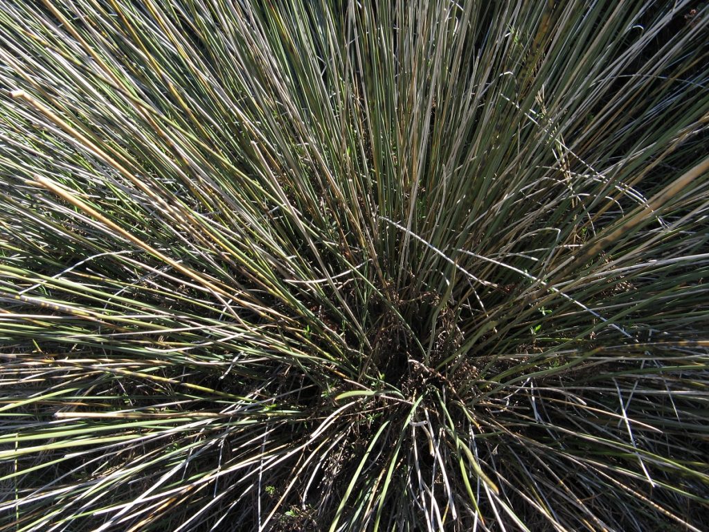 Spiny Rush | Nature Collective