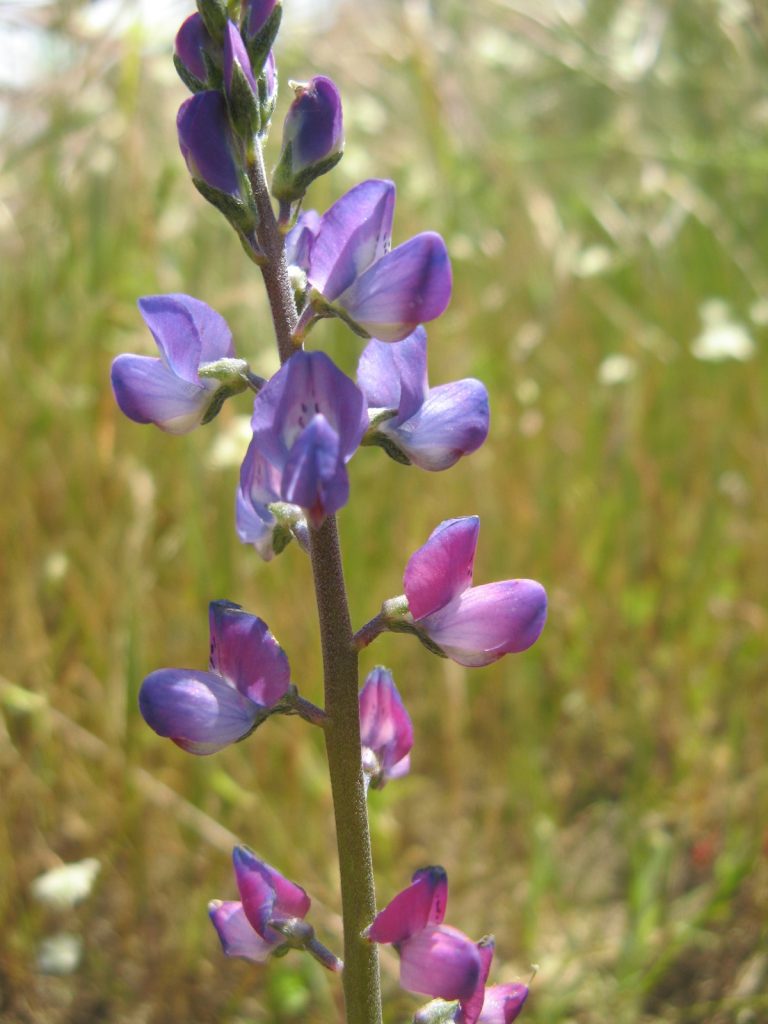 Collared Lupine | Nature Collective