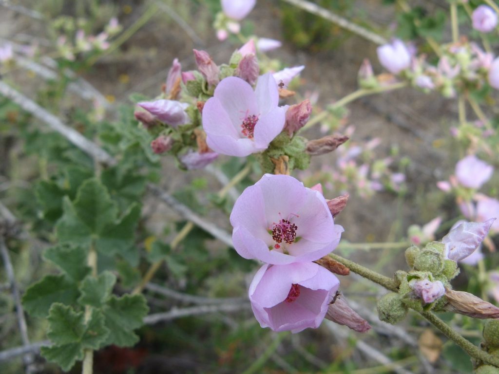 Chaparral Mallow | Nature Collective