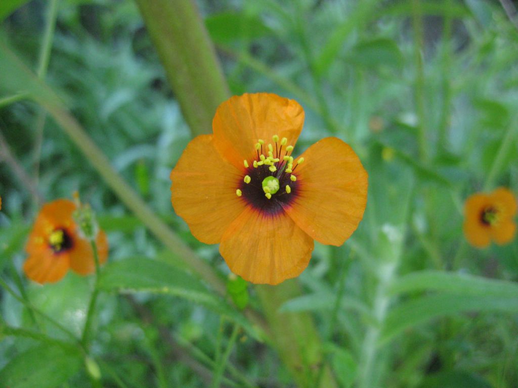 Wind Poppy | Nature Collective