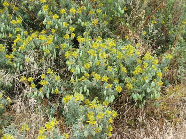 Bladderpod | Nature Collective