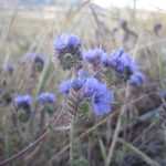 Common Phacelia | Nature Collective